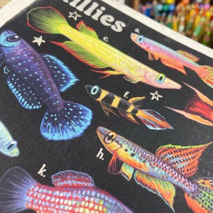 Killifish Poster | Aquarium Fish Species Identification | 8.5x11 Wall ...