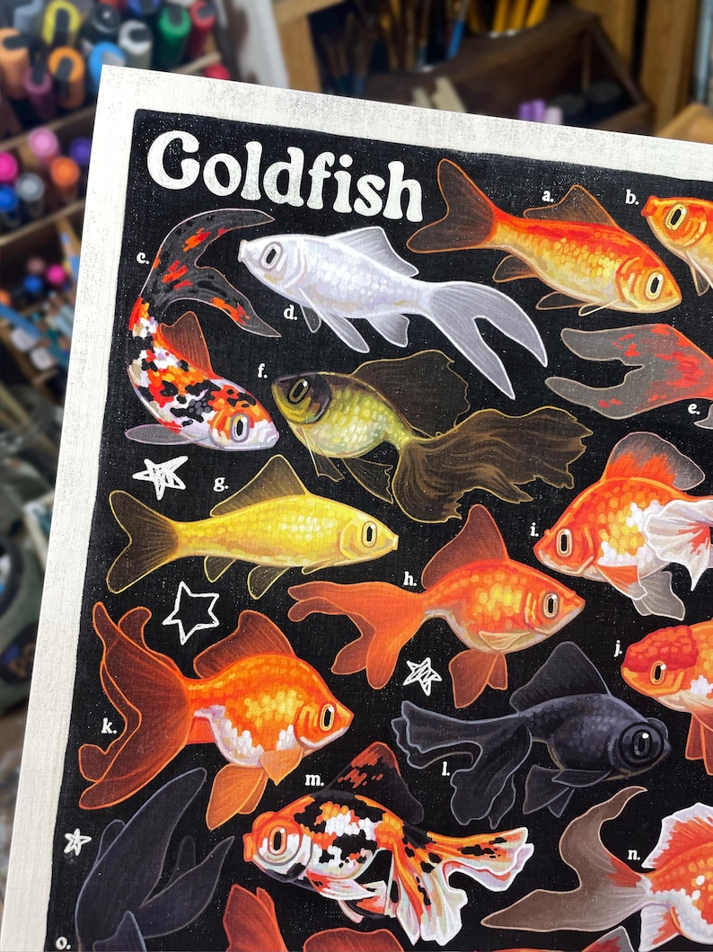 Goldfish Poster | Aquarium Fish Species Identification | 8.5x11 Wall ...