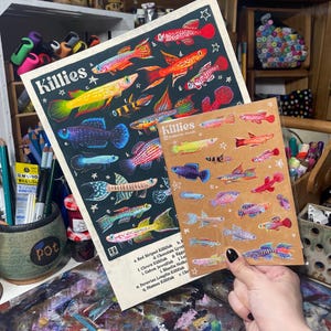 KILLIFISH! | Fish Identification Wall Art Print Poster 8.5x11 - Etsy