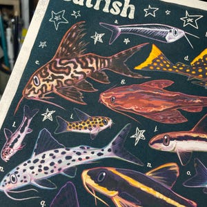 CATFISH! | Fish Identification Wall Art Print Poster 8.5x11 - Etsy