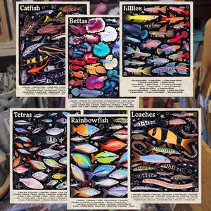 KILLIFISH! | Fish Identification Wall Art Print Poster 8.5x11 - Etsy