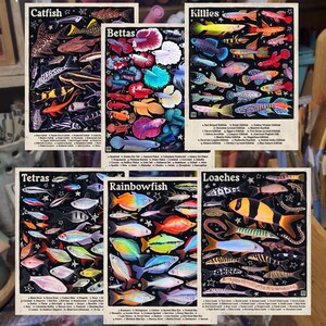 CATFISH! | Fish Identification Wall Art Print Poster 8.5x11 - Etsy