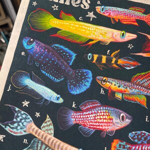 KILLIFISH! | Fish Identification Wall Art Print Poster 8.5x11 - Etsy