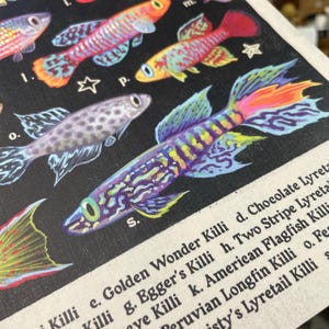 Killifish Poster | Aquarium Fish Species Identification | 8.5x11 Wall ...