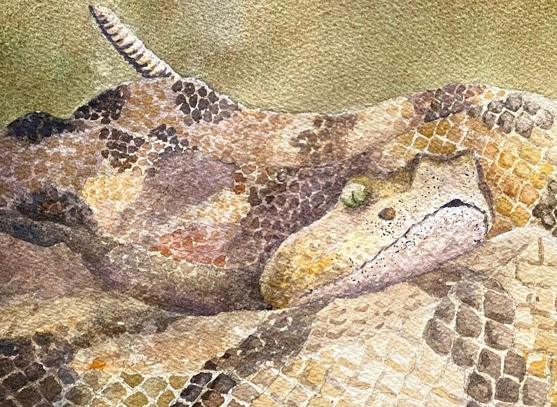Timber Rattlesnake Watercolor Painting - Original or Print - Etsy
