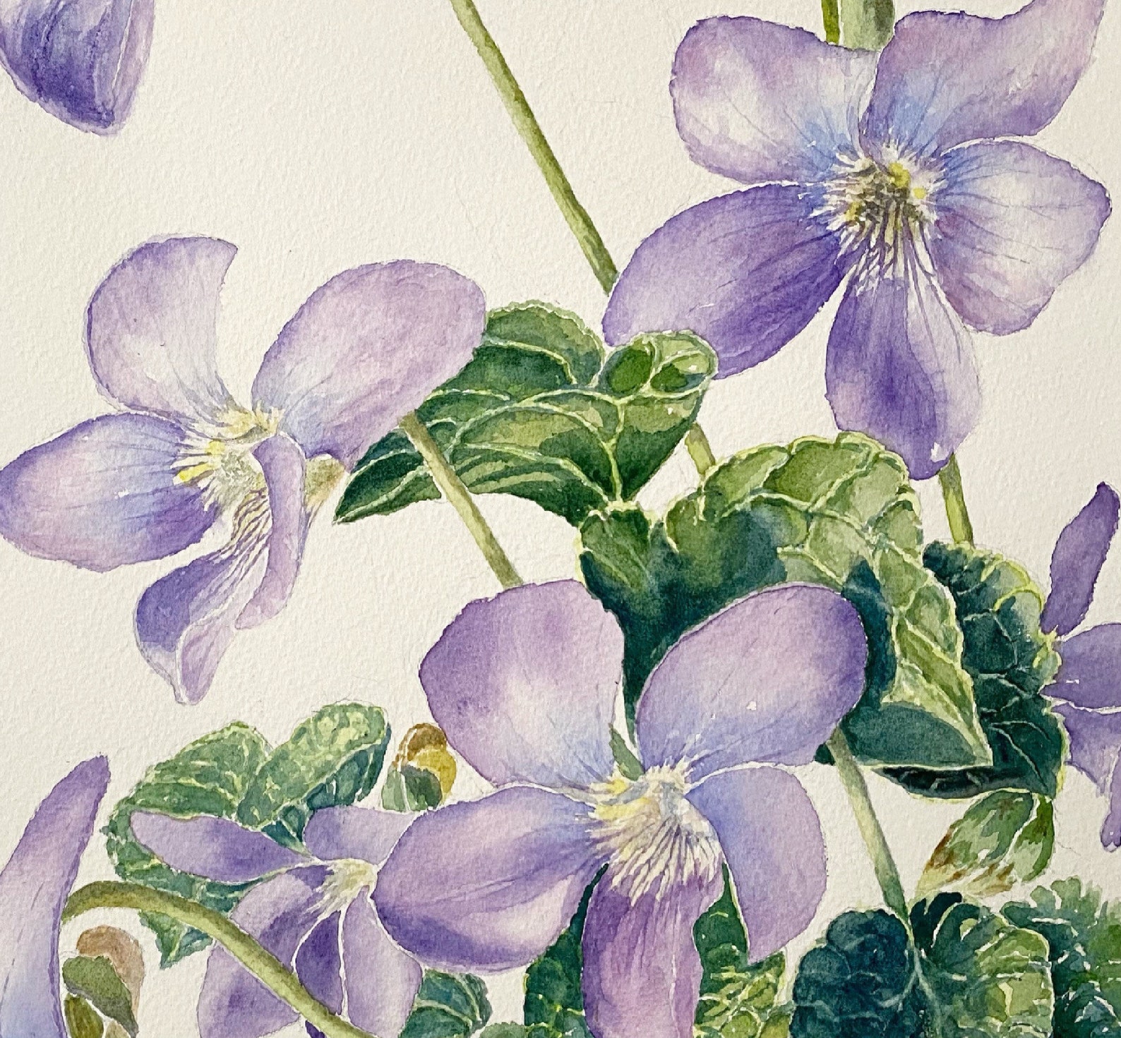 Common Blue Violet Watercolor Painting, Viola Sororia, Native Plant Art ...