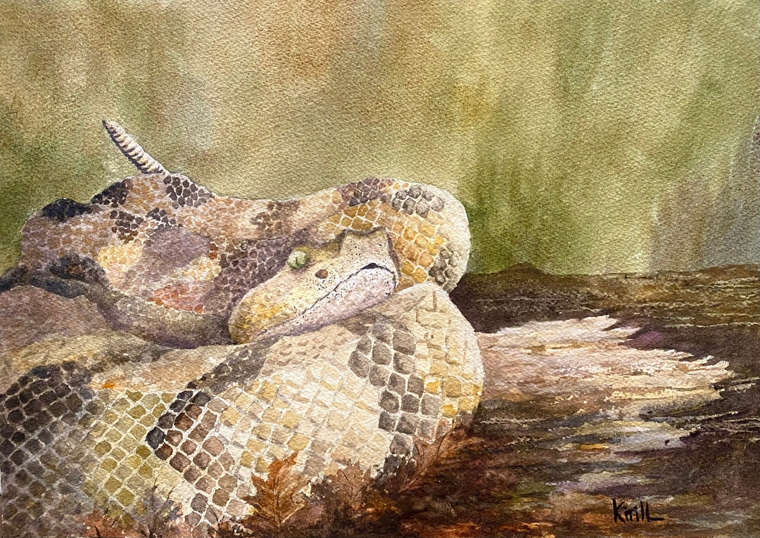 Timber Rattlesnake Watercolor Painting - Original or Print - Etsy