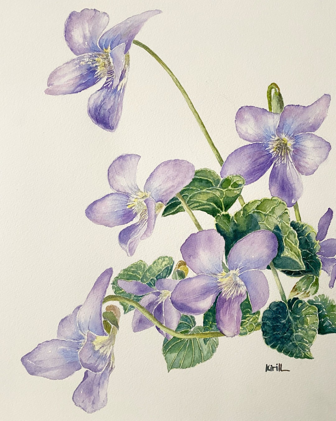 Common Blue Violet Watercolor Painting, Viola Sororia, Native Plant Art ...