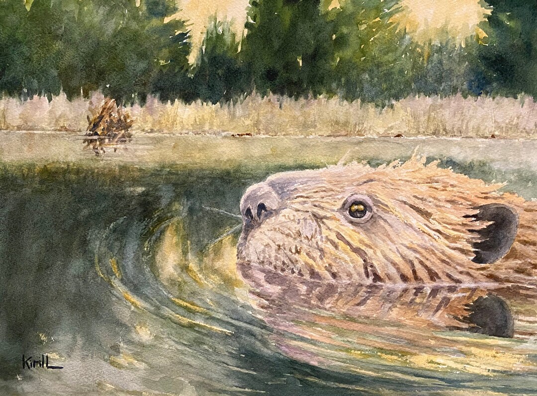 Beaver Painting, Watercolor of Beaver Swimming - Print or Original - Etsy