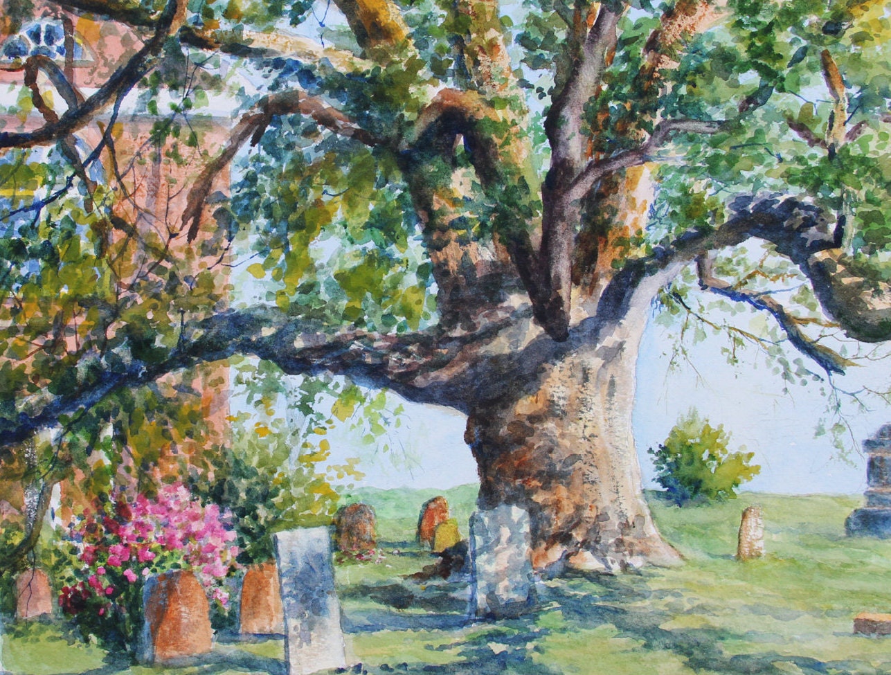 Great White Oak Watercolor Painting, 600 Year Old Oak, Giant Ancient ...