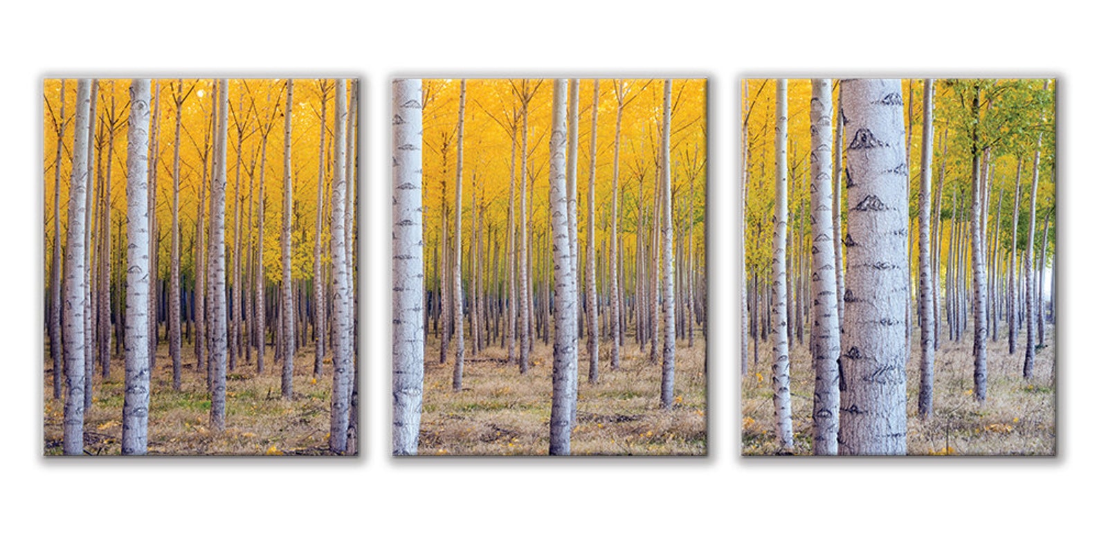 Beautiful Yellow Birch Tree Forest Triptych 3-panel Printed - Etsy