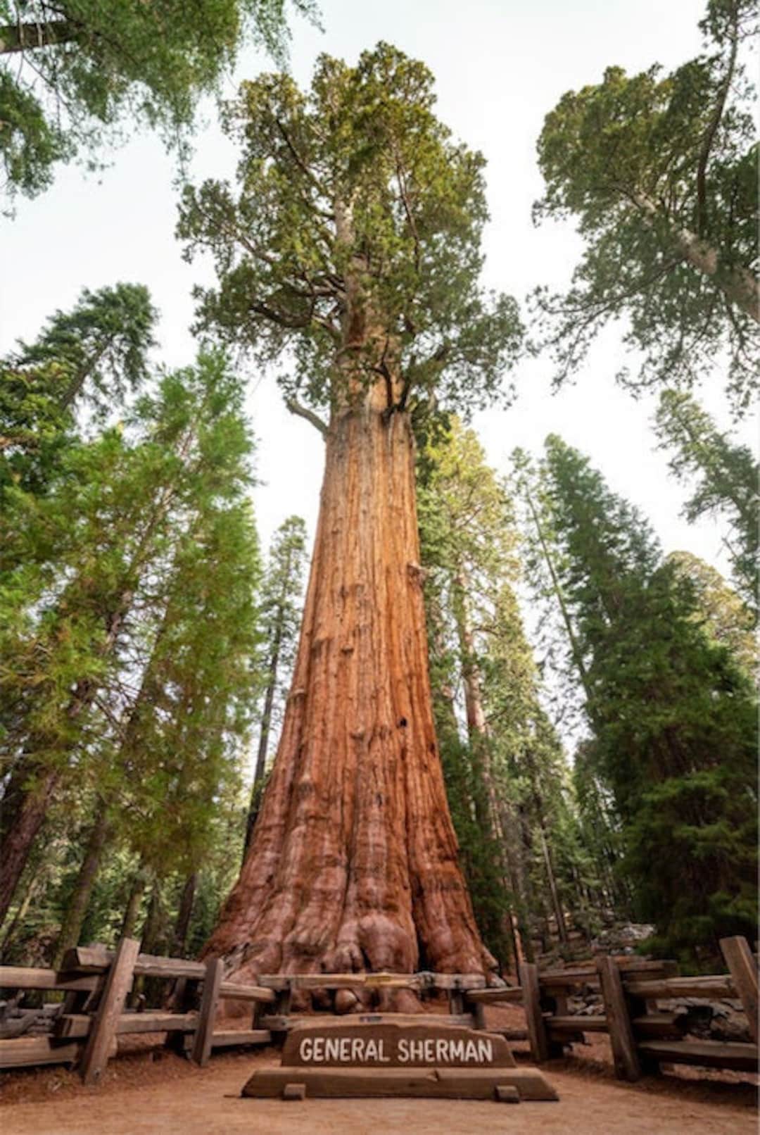 Sequoia National Park Photo - Digital Download Print - Etsy