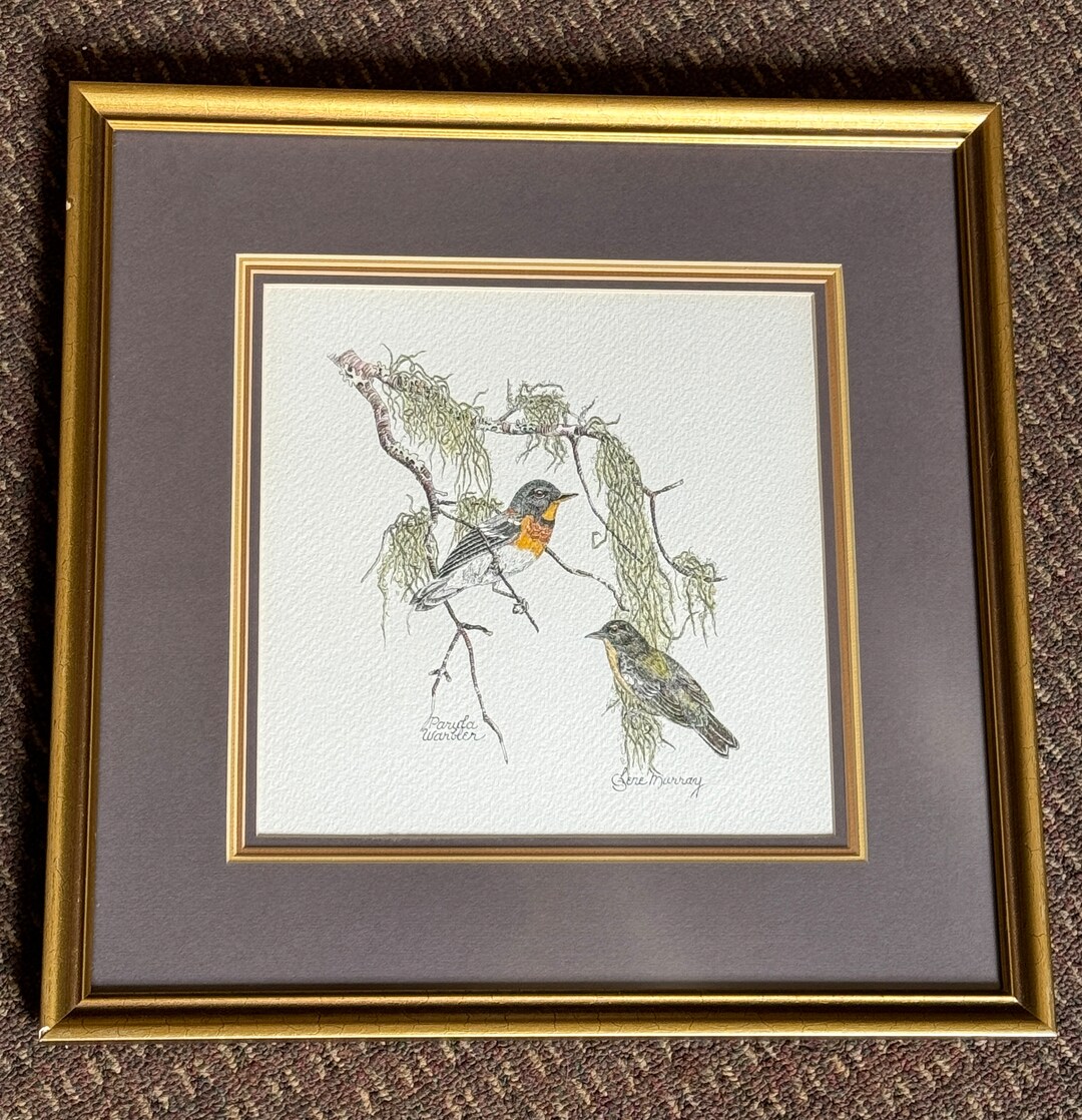 Vintage Gene Murray Parula Warbler Pen and Ink Drawing, Signed, Dated ...