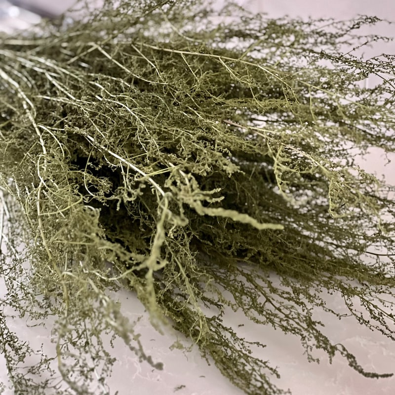 Dried Greenery - Etsy