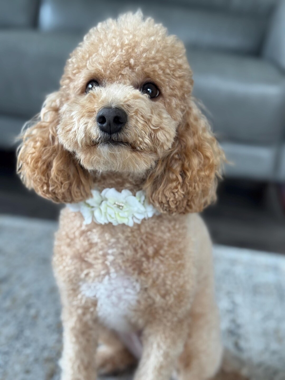 White Silk Hydrangea Colar for Little Dogs-wedding Dog Canine Floral ...