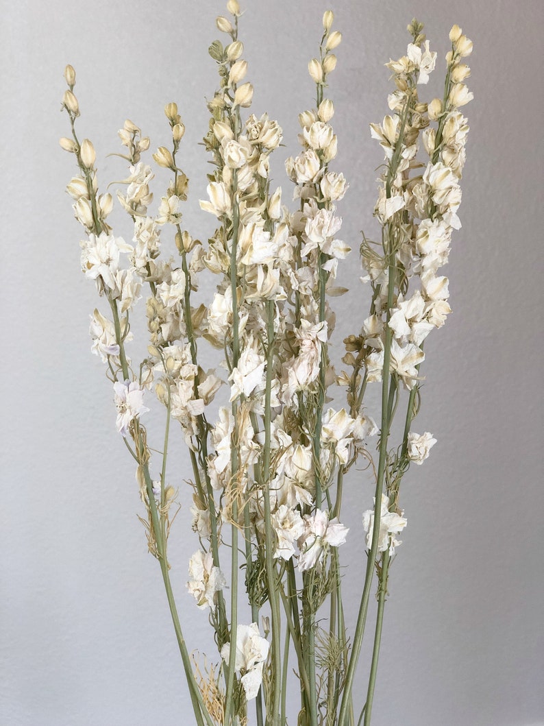 Dried Larkspur White Cream Dry Flowers Bouquet Wedding - Etsy