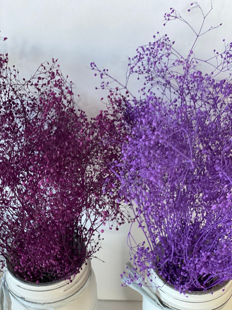 Real Dried Baby Breath Purple Gypsophila Bunch - Etsy