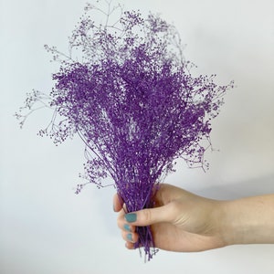 Real Dried Baby Breath, Purple Gypsophila Bunch - Etsy