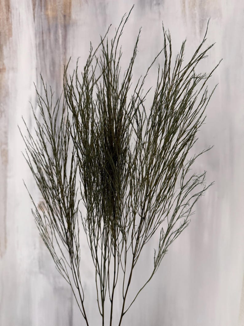 Preserved Tree Fern Bunch: Minimalist Home Decor Bouquet - Etsy