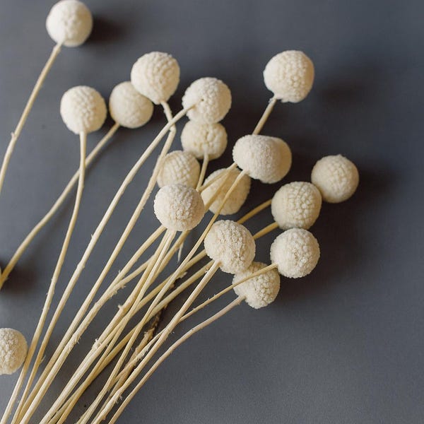 Dried Billy Balls - Etsy