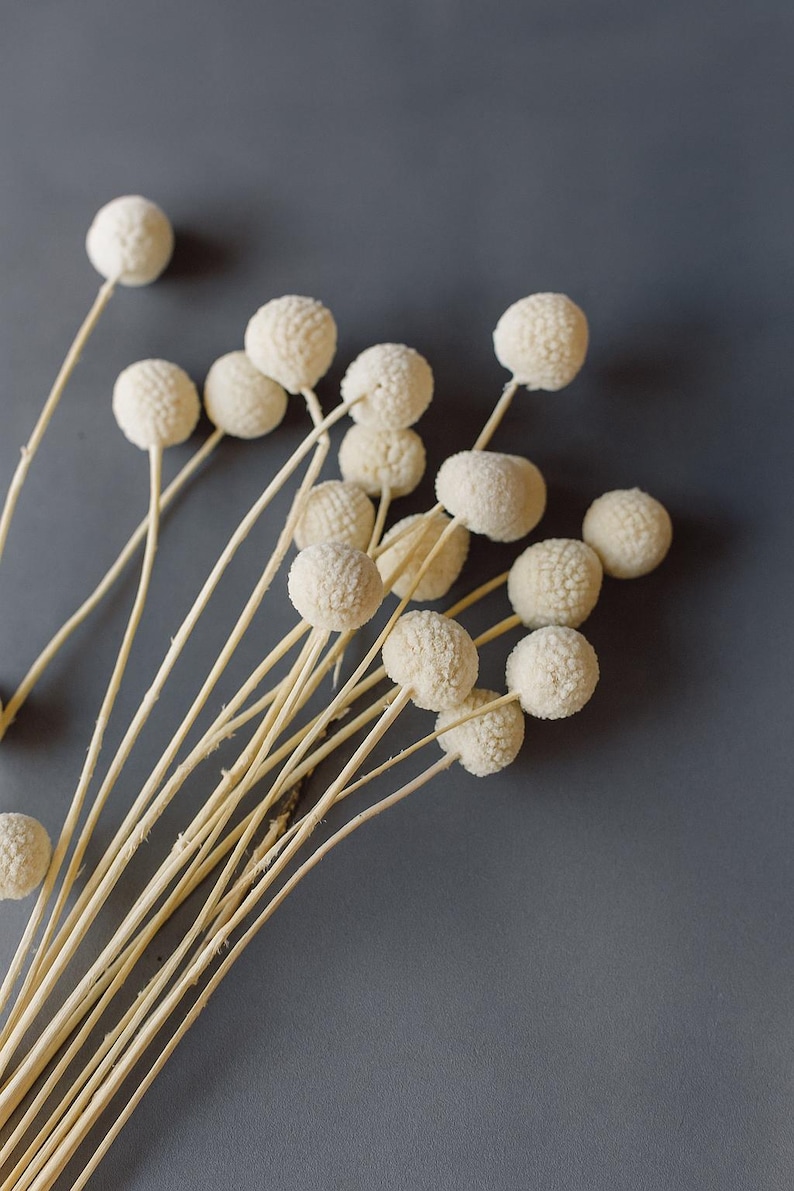 Bleached Billy Buttons: Ivory Craspedia Stems - Dried Floral Decor - Etsy
