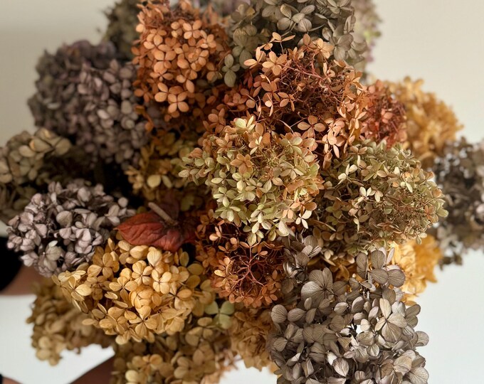 Dried Hydrangea Bunch: Preserved Floral Stems - Etsy