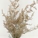Natural Preserved Caspia, Dried Flowers Bunch, Dried Bunch Table ...
