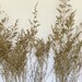 Natural Preserved Caspia, Dried Flowers Bunch, Dried Bunch Table ...