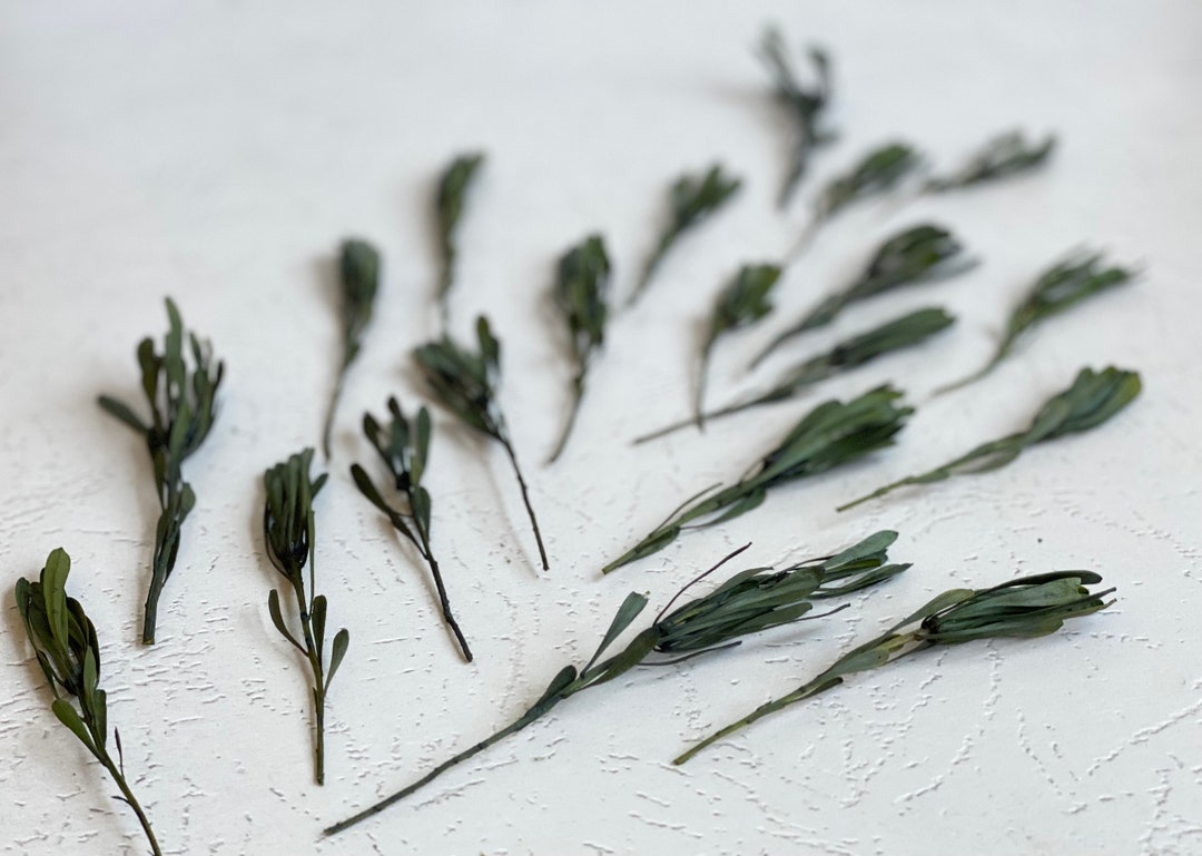 Preserved Foliage-small Branches of Greenery-flowers for Card Making - Etsy