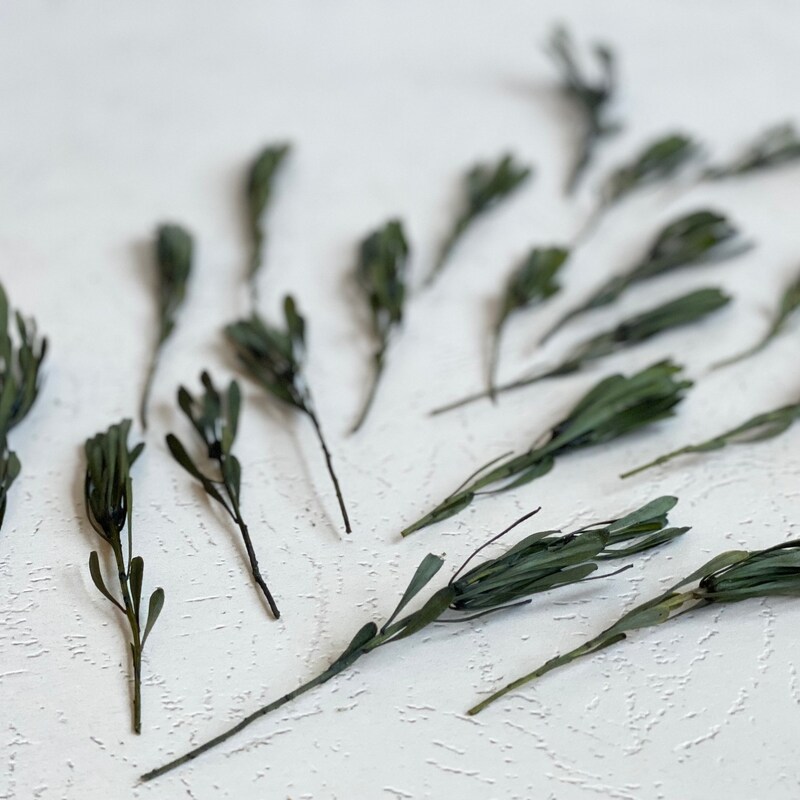 Preserved Plants - Etsy