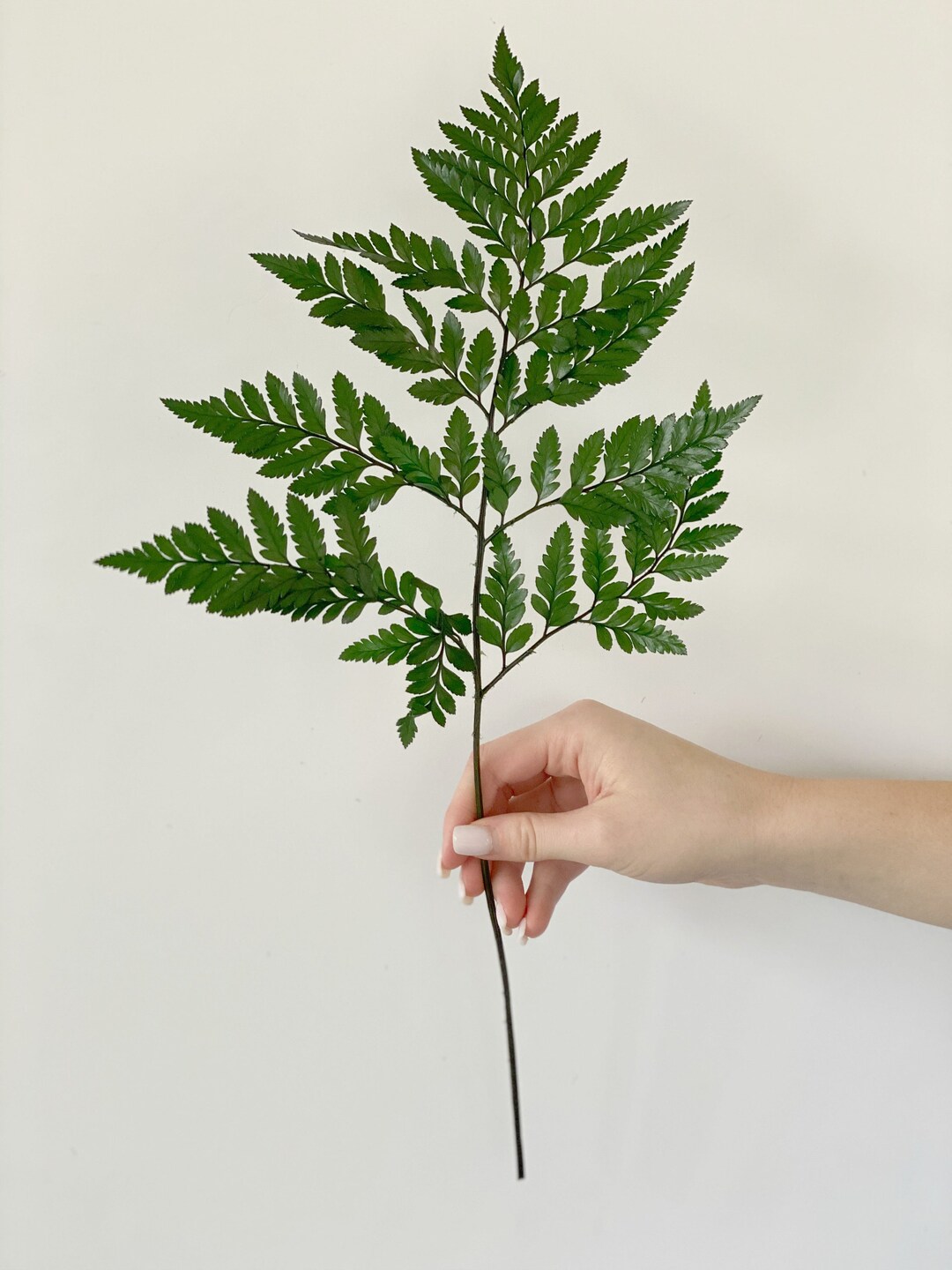 Preserved Leatherleaf Fern: Dried Greenery, Floral Bouquet Accent (5 ...