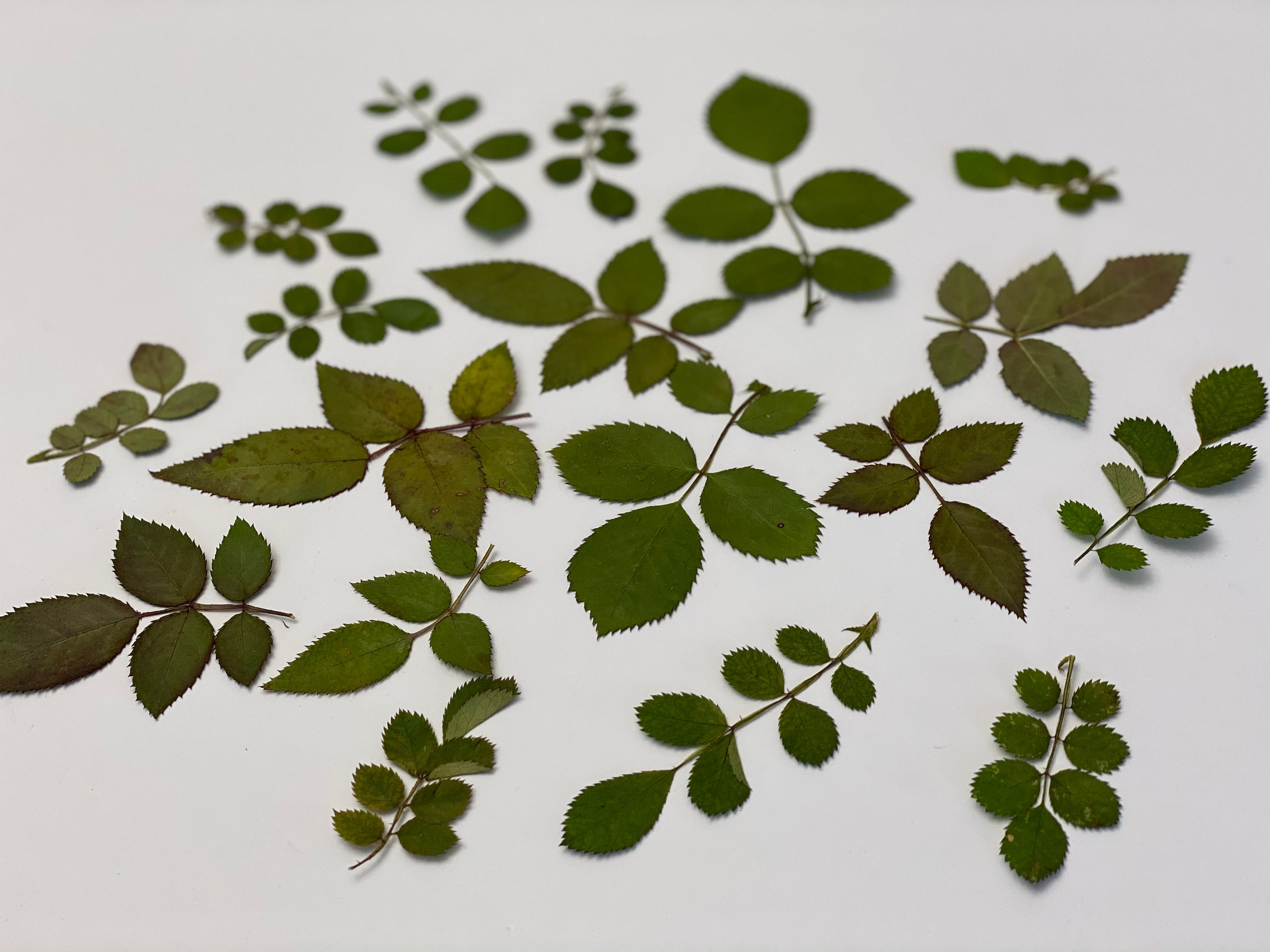 20 Pressed Rose Leaves Rose Leaf Small Rose Leaves Dried | Etsy
