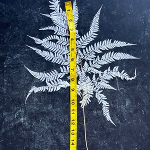 Royal Fern Bleached-preserved Fern-white Dried Flowers-wedding Flowers ...