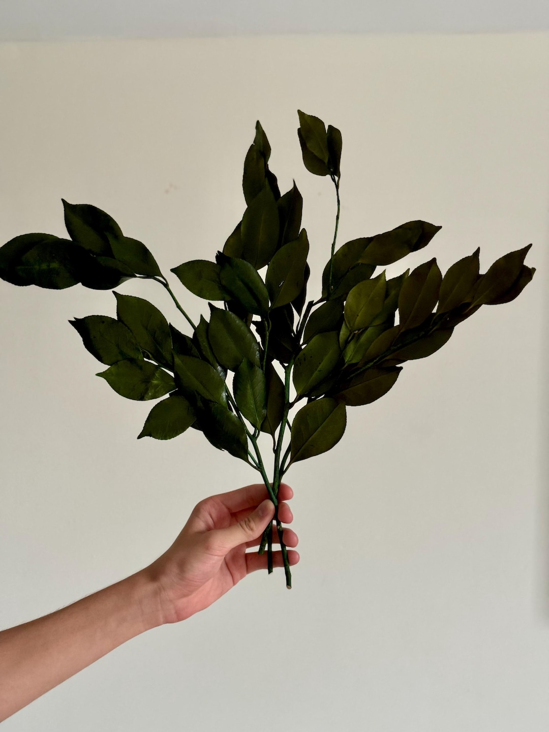 Preserved Camelia Leaves-preserved Greenery-preserved Foliages - Etsy