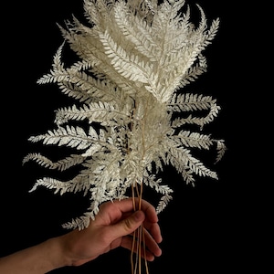 Royal Fern Bleached-preserved Fern-white Dried Flowers-wedding Flowers ...