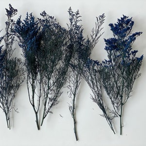 Blue Preserved Caspia; Preserved Caspia, Dried Flowers Bunch, Dried ...