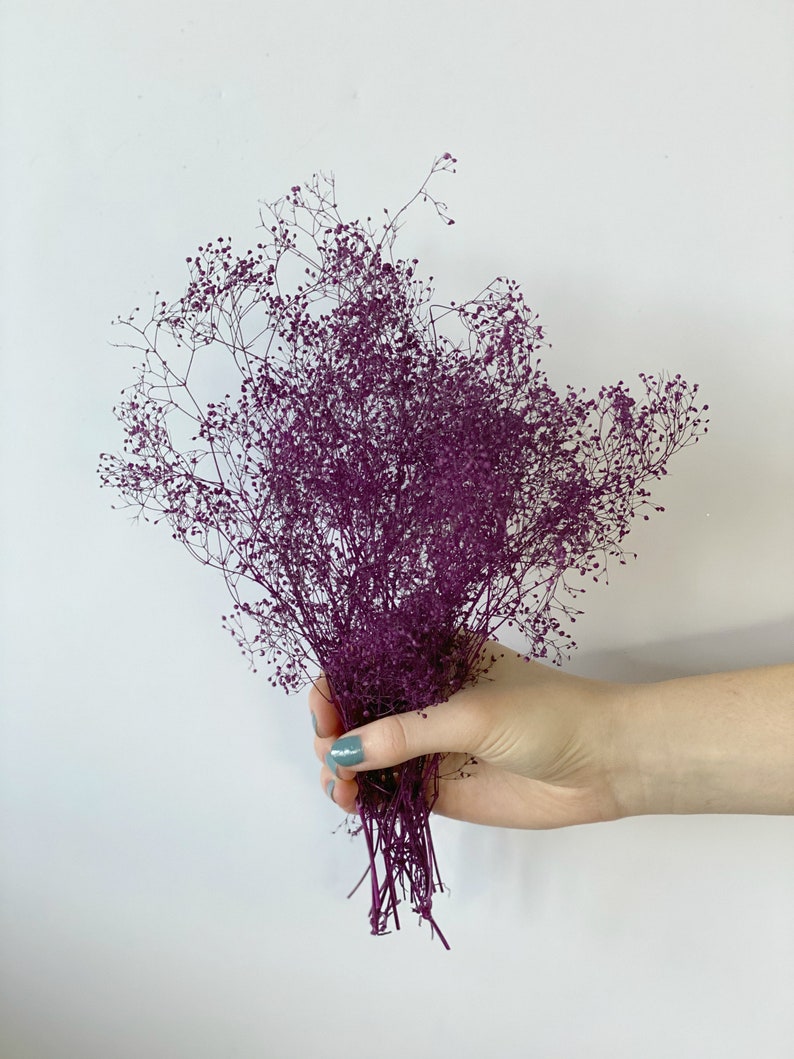 Real Dried Baby Breath Purple Gypsophila Bunch - Etsy