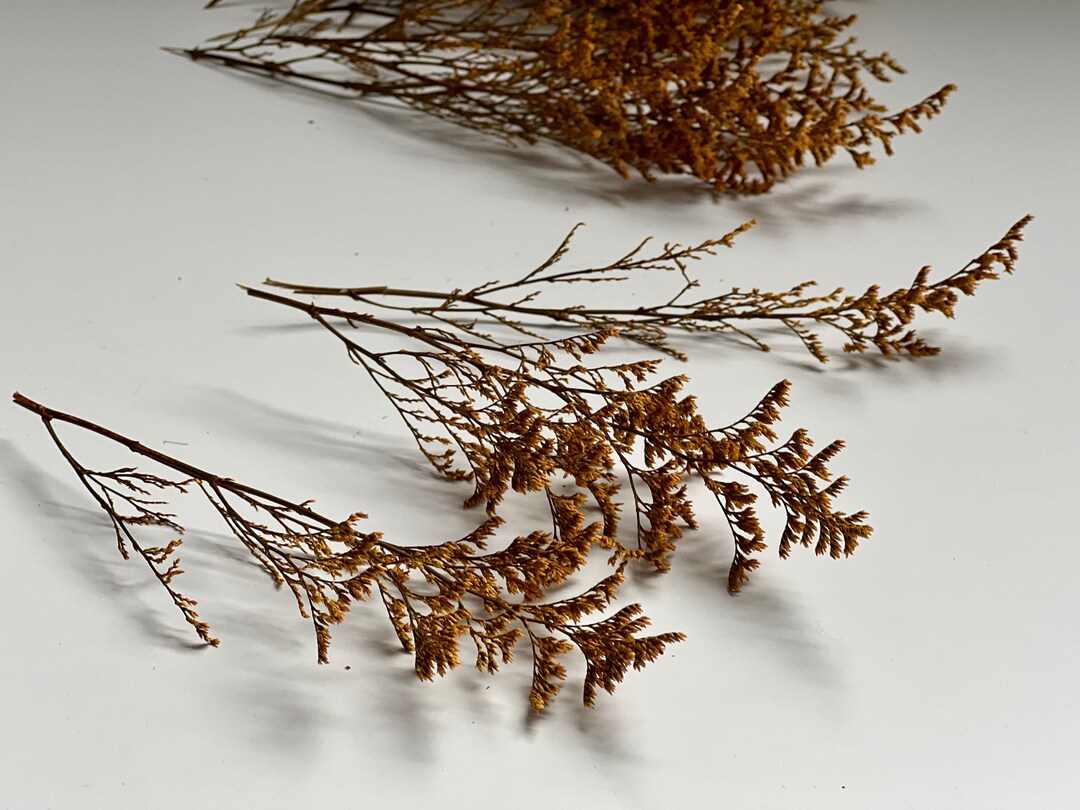 Orange Preserved Cassia-small Branches of Caspia-flowers for Card ...