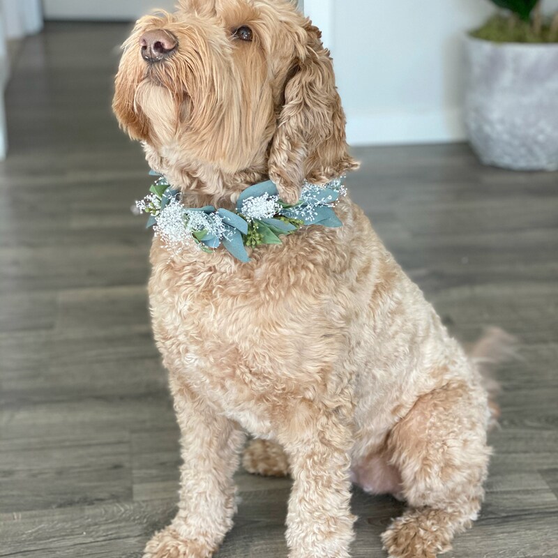 Dog Wedding Collar - Etsy