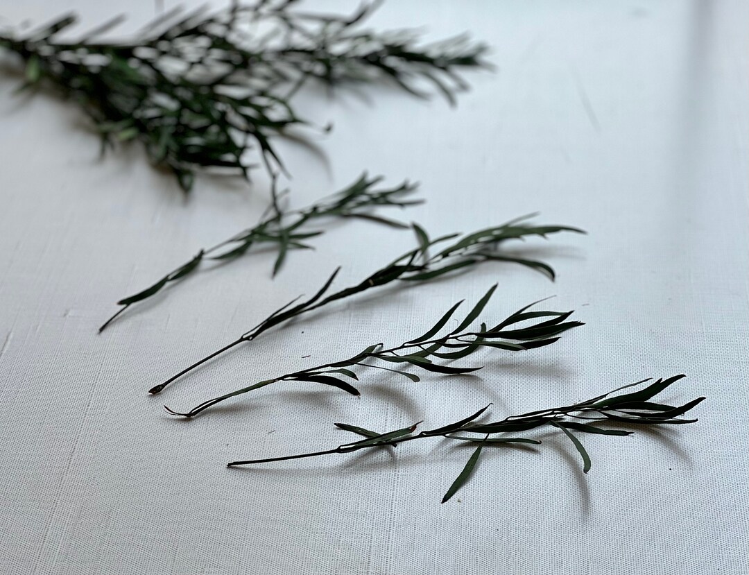 Preserved Eucalyptus Small Branches-eucalyptus Wedding Table Decor-card ...