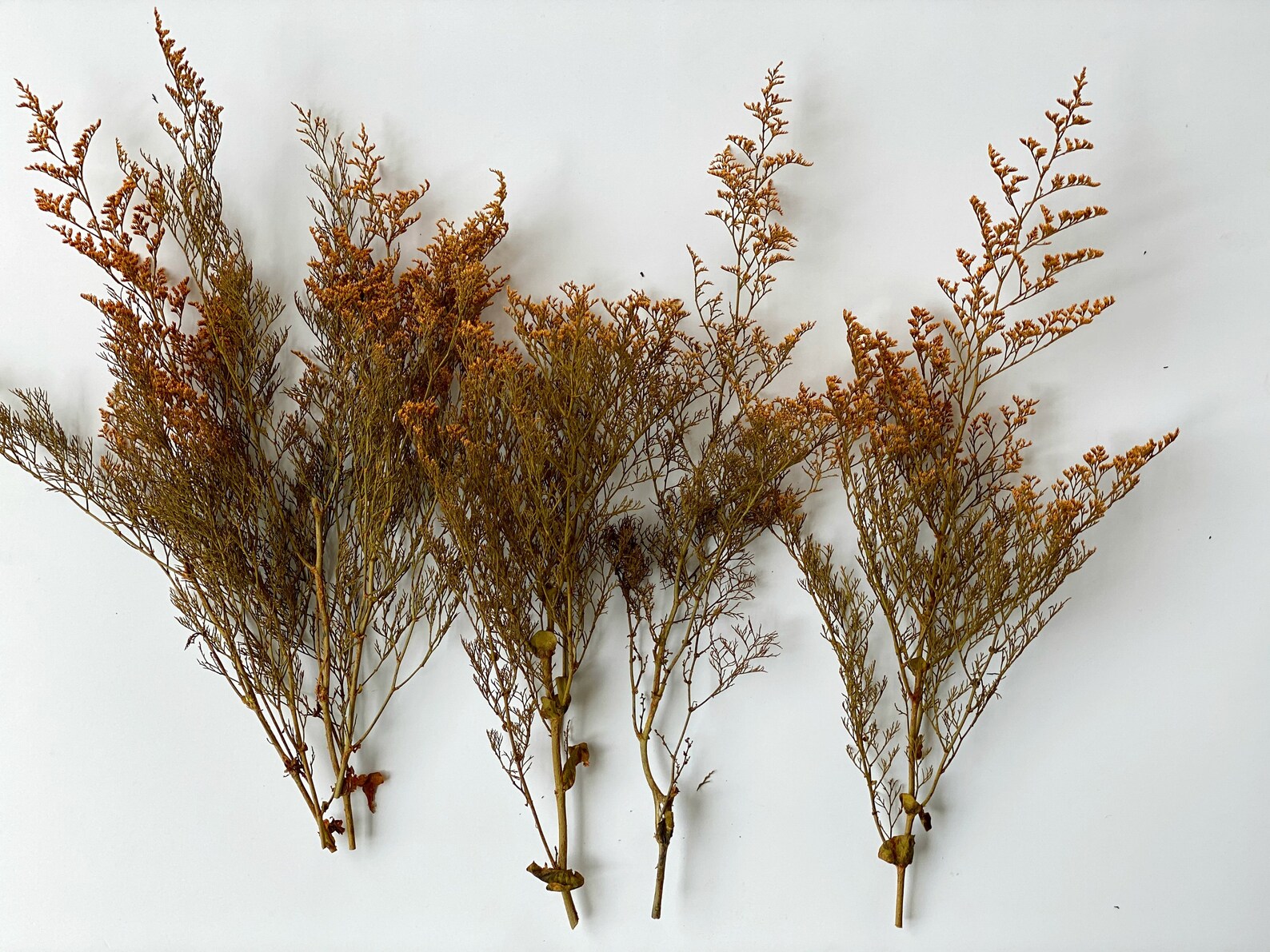 Yellow Preserved Caspia Preserved Caspia Dried Flowers | Etsy