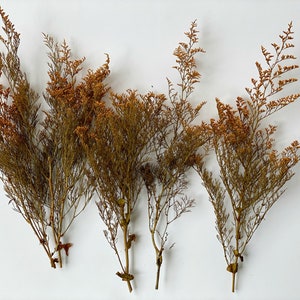 Yellow Preserved Caspia Preserved Caspia, Dried Flowers Bunch, Dried ...