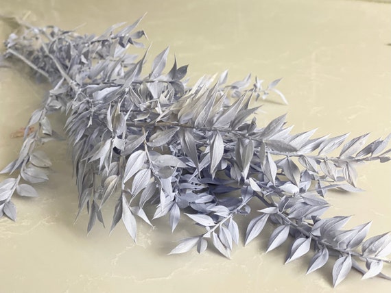 Long Stems Blue Ruscus-light Blue Dried Flowers | Etsy