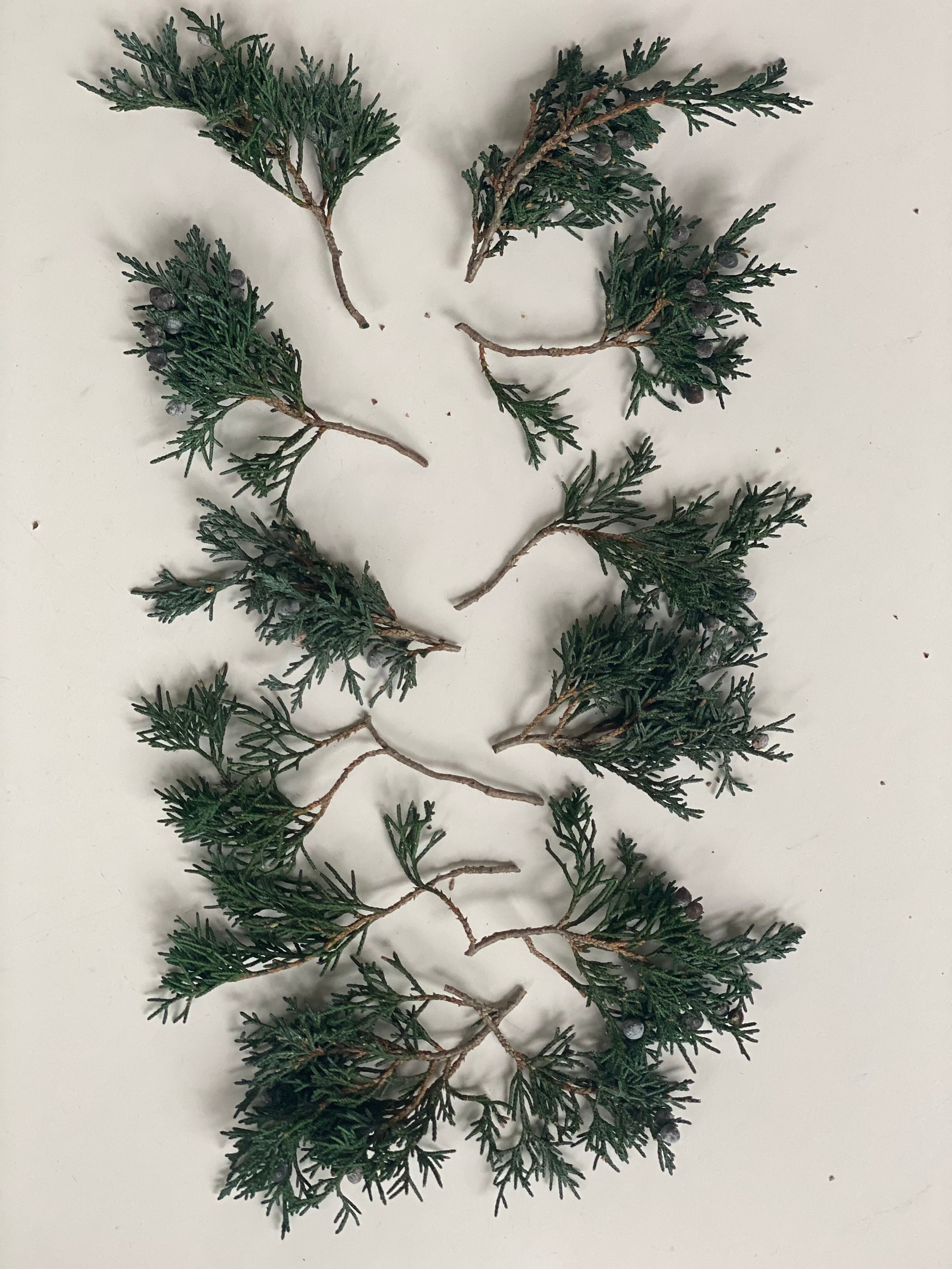 Preserved Juniper Tips-small Flowers for Craft-resin Flowers - Etsy