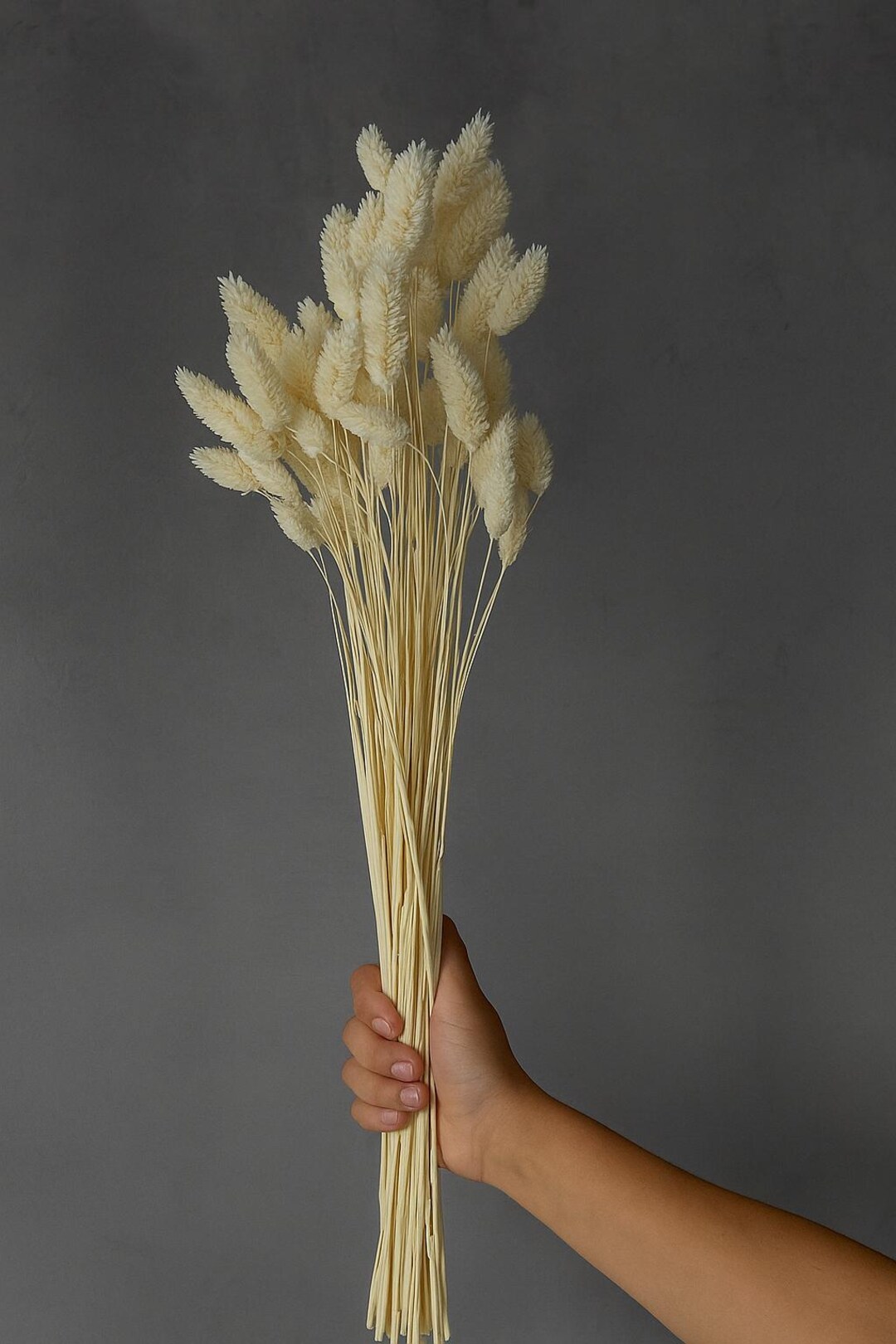 Bleached Phalaris Grass Bunch: Natural Dried Boho Wedding Decor - Etsy