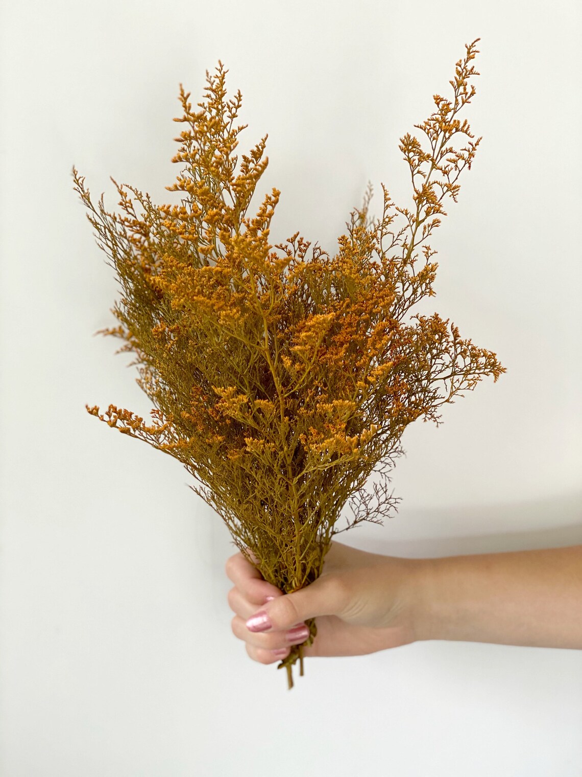 Yellow Preserved Caspia Preserved Caspia Dried Flowers - Etsy