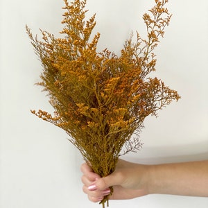 Yellow Preserved Caspia Preserved Caspia, Dried Flowers Bunch, Dried ...