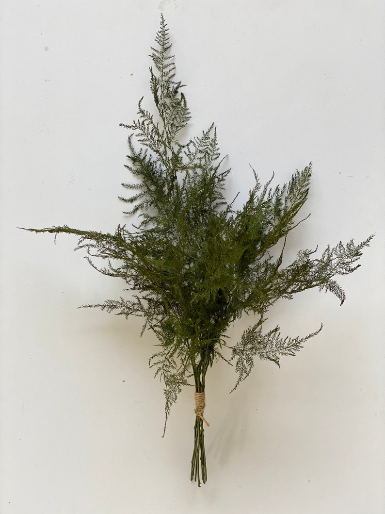 Preserved Plumosa Fern Bunch – Natural Green Feather Fern, Floral ...