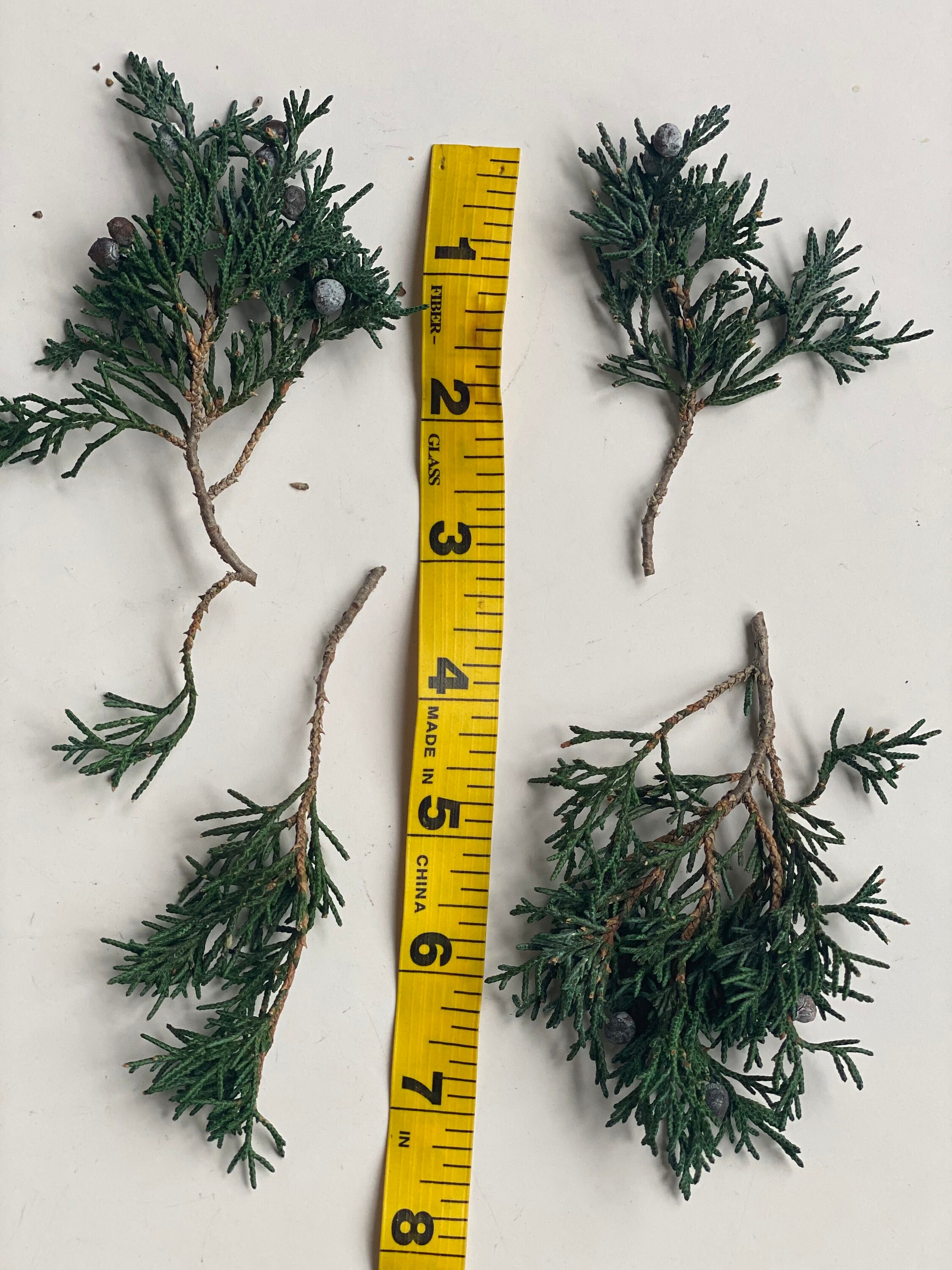 Preserved Juniper Tips-small Flowers for Craft-resin Flowers - Etsy