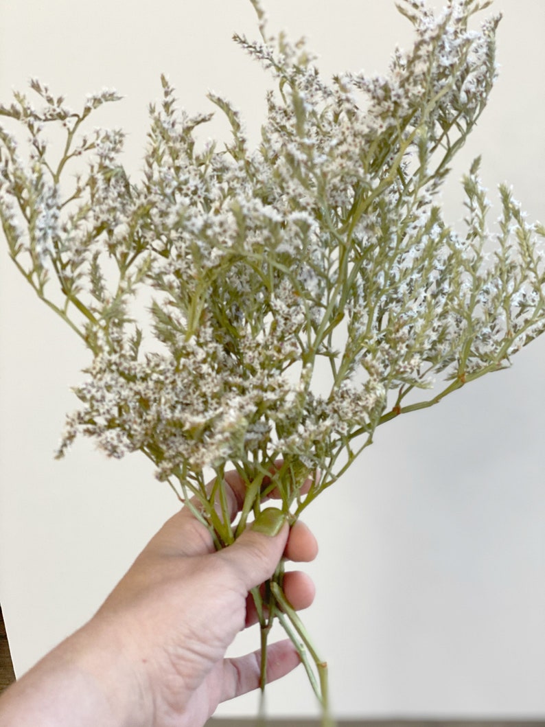 Dried German Statice Dried White Flowers Small White - Etsy